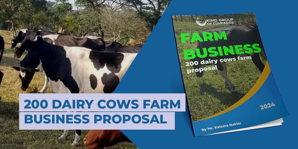 200 Diary cows Business proposals – Kimd Group of Companies Shop