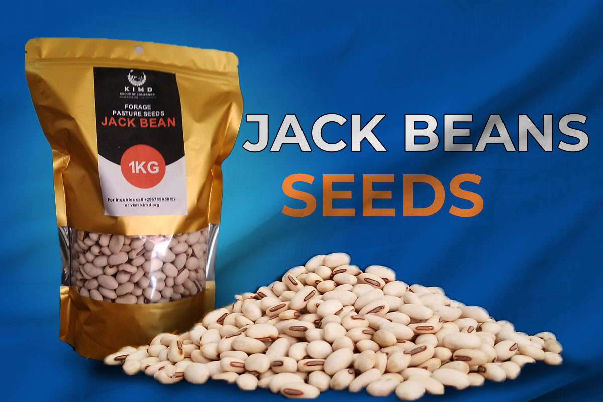 Jack Beans - Kimd Group Of Companies Shop